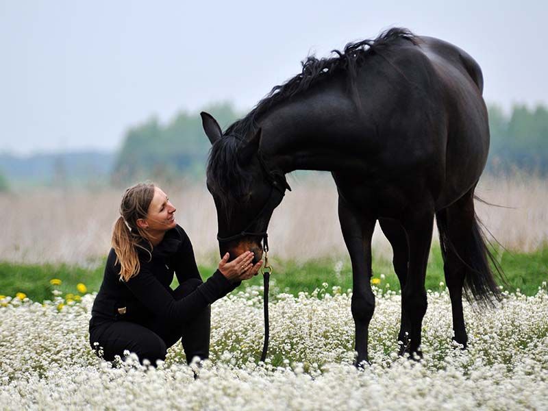 HorseImpression.pl – Anna Laskowska